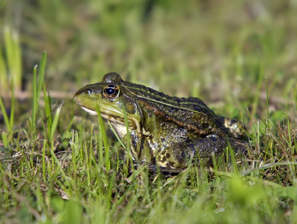 Fotos de Sapo, Imagens de Sapo sem royalties | Depositphotos