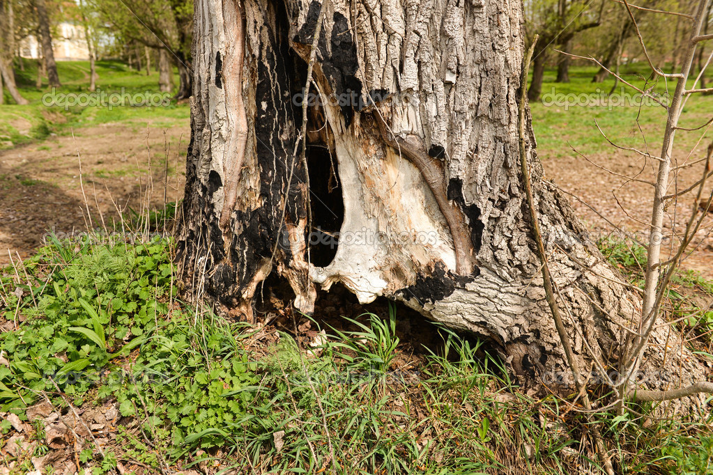 Tree trunk with a den dug in it, hide place for animals in the w Stock ...