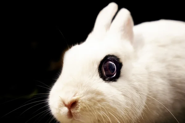 Bunny eye conjunctivitis Stock Photos, Royalty Free Bunny eye ...