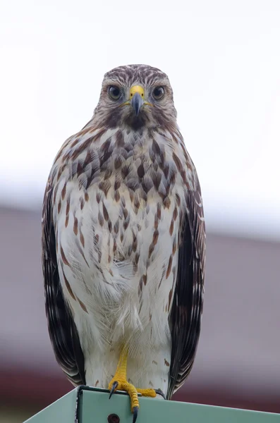 Hawk you Stock Photos, Royalty Free Hawk you Images | Depositphotos