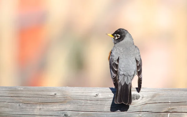 American robin Stock Photos, Royalty Free American robin Images ...
