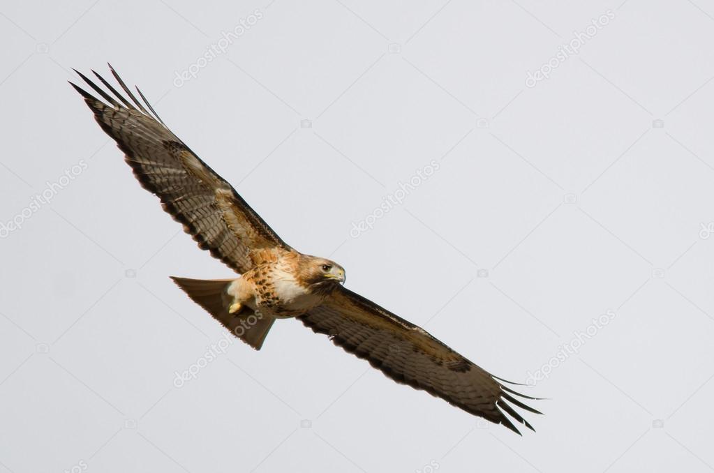 Red-tailed hawk flying Stock Photo by ©spatesphoto 45373789