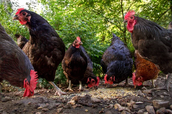 Black australorp Stock Photos, Royalty Free Black australorp Images ...