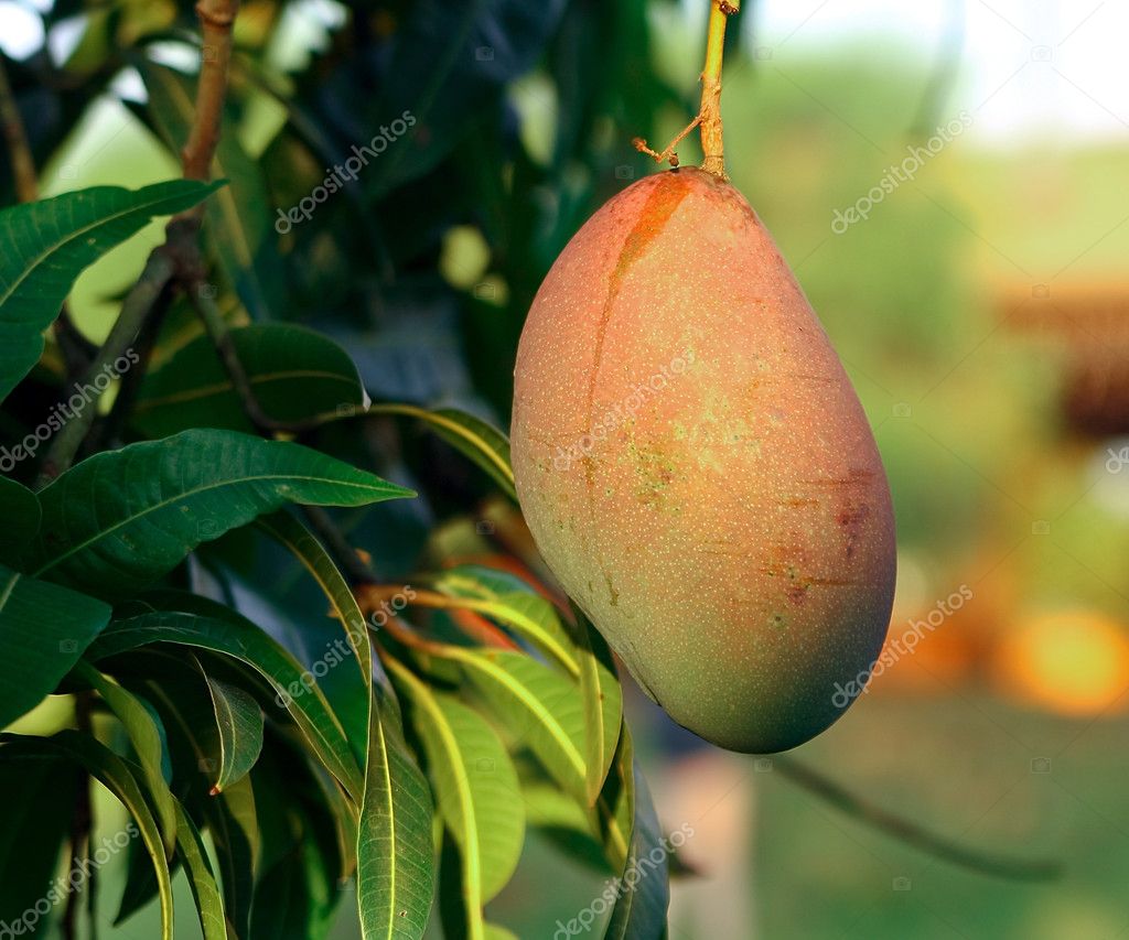 Fresh mango on the tree — Stock Photo © OlaDi7 #22167639