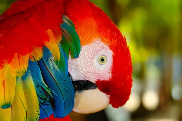 Parrow Stock Photos, Royalty Free Parrow Images | Depositphotos