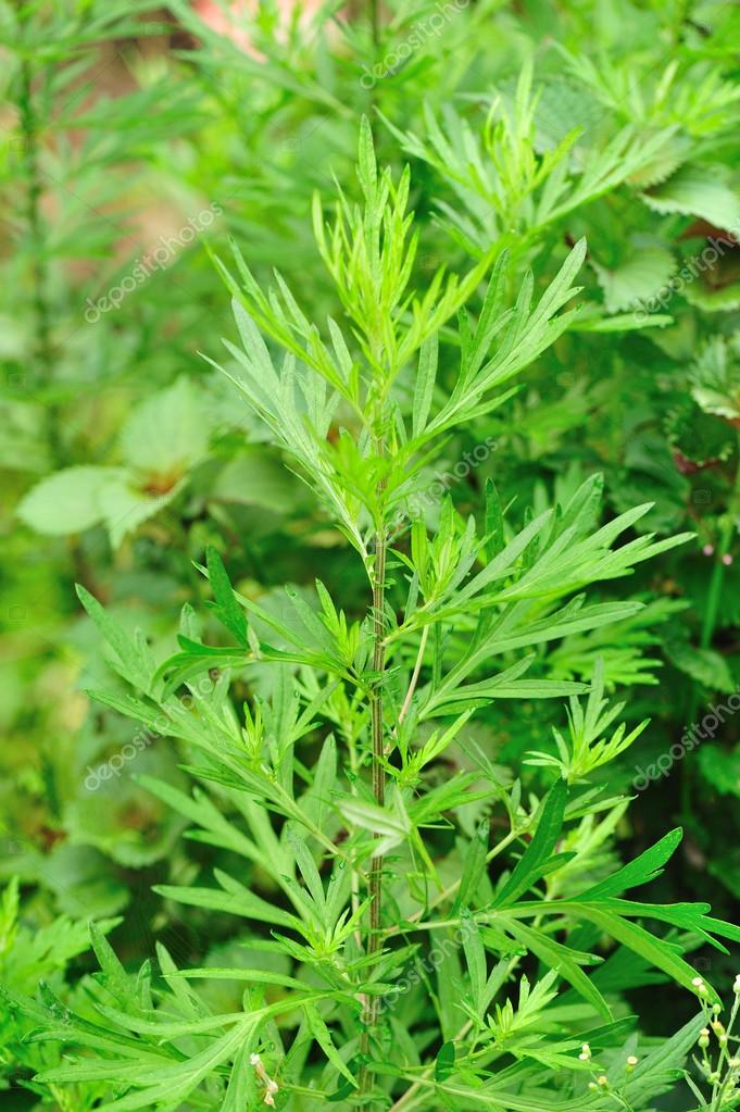 Mugwort plant Stock Photo by ©lzf 23190122