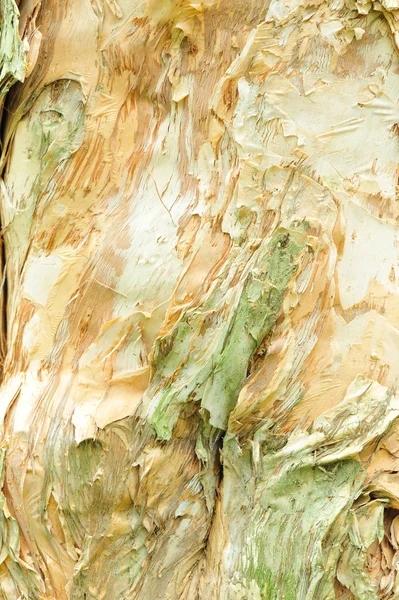 Paperbark tree Pictures, Paperbark tree Stock Photos & Images ...