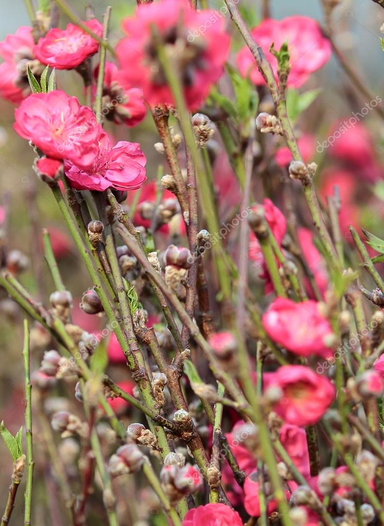 Flores de melocotón: fotografía de stock © lzf #41301033 | Depositphotos