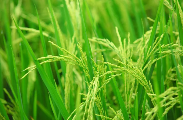 Green Rice Grain Growth Field Stock Photo by ©lzf 274943030