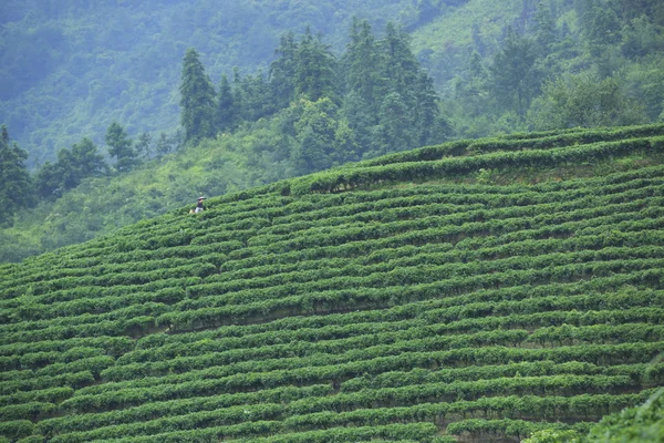 Tea tree - Stock Image - Everypixel