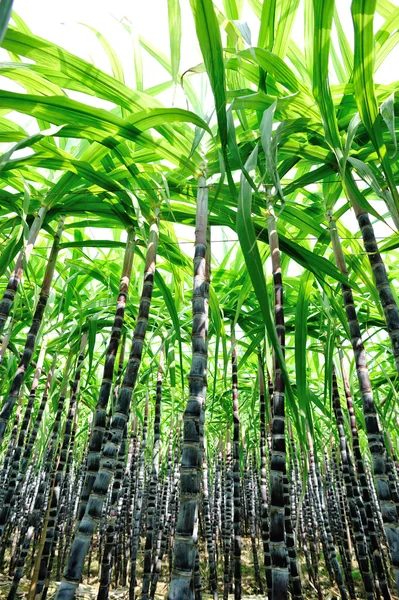 Sugarcane plants Stock Photo by ©lzf 44513213