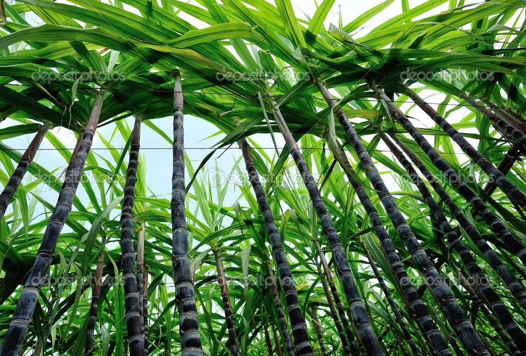 Sugarcane plants — Stock Photo © lzf #42716355