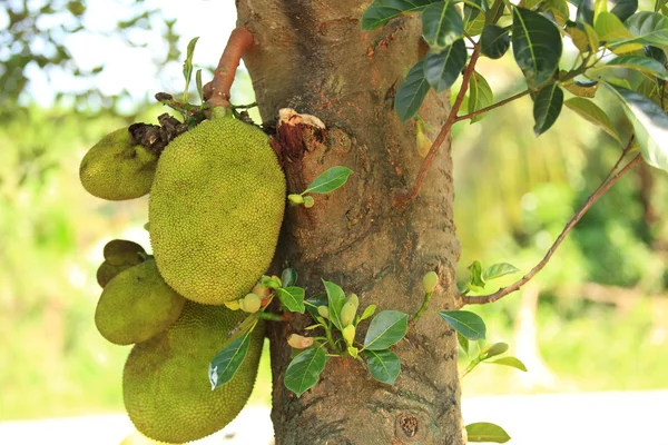 Árbol de yaca Stock Photos, Royalty Free Árbol de yaca Images ...
