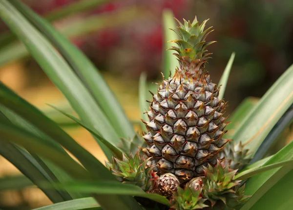 Albero da ananas Stock Photos, Royalty Free Albero da ananas Images ...