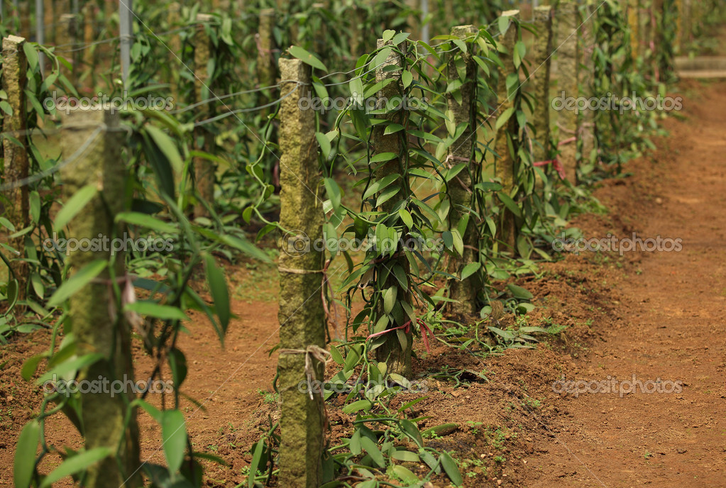 Vanilla planifolia Stock Photo by ©lzf 43717485