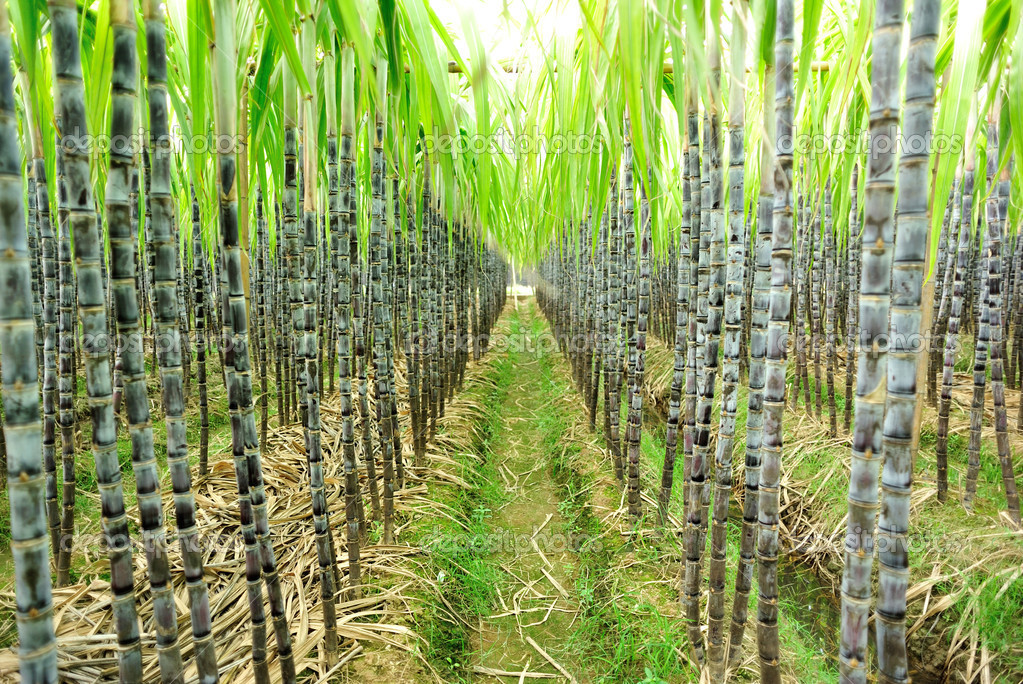 Sugarcane plants Stock Photo by ©lzf 44513619