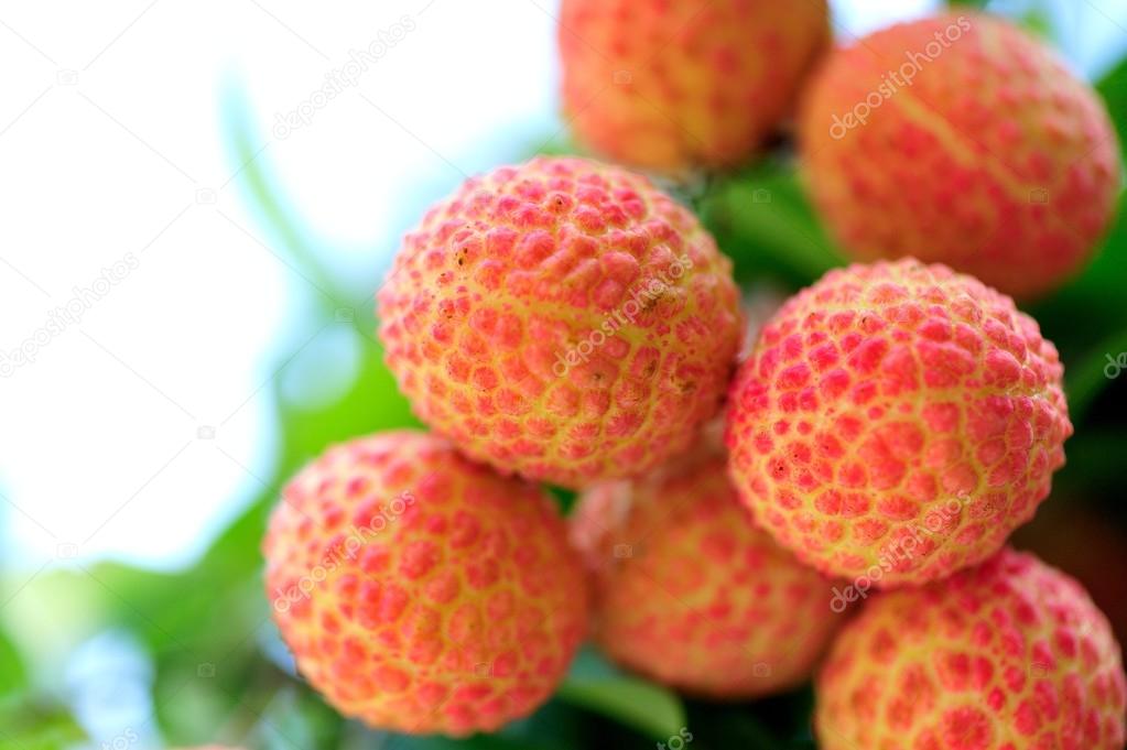 Lychee fruits Stock Photo by ©lzf 48281343