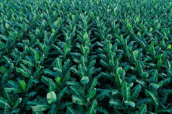 Banana tree Stock Photos, Royalty Free Banana tree Images | Depositphotos