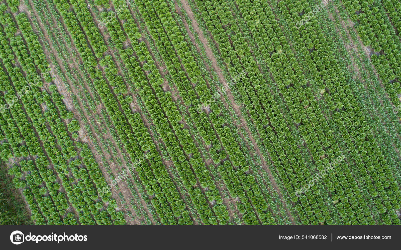 Aerial View Green Chinese Cabbage Field Drone — Foto de stock ...