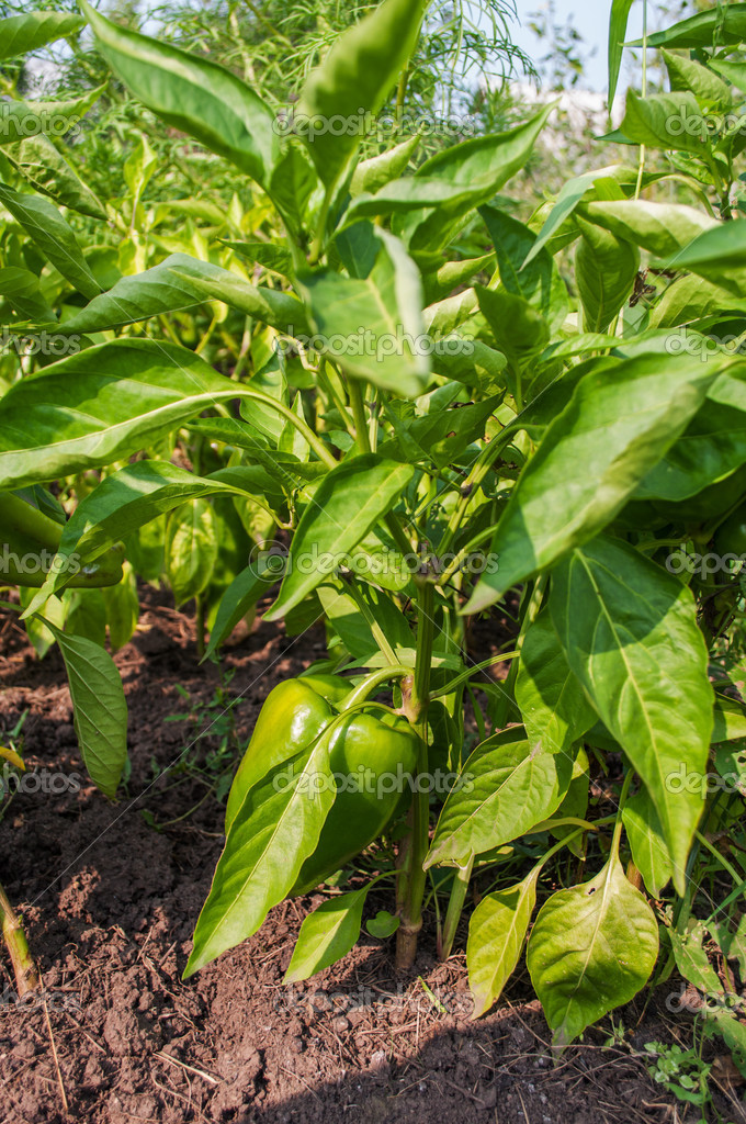 planta de pimiento verde — Foto de stock © lusyaya #32999621