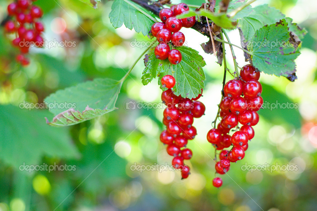 röda vinbär. mogen och färska ekologiska röda vinbär bär växer jag ...