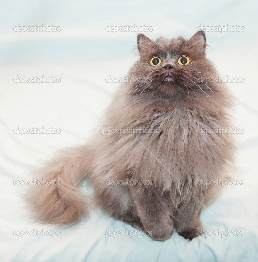 Fluffy, long-haired cat with yellow eyes sitting with paw raised ...