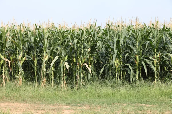 Row of tall corn stalks ready for harvest - Stock Image - Everypixel