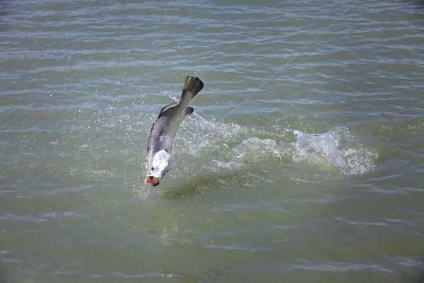 Jumping salmon Stock Photos, Royalty Free Jumping salmon Images ...