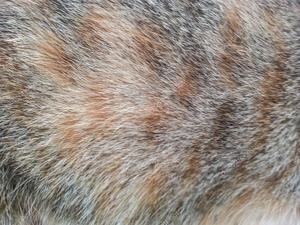 Animal fur, — Stock Photo © arnon_baba #37371439