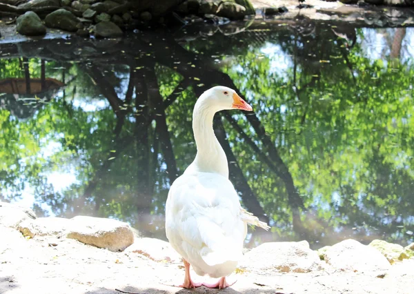 A single goose Stock Photo by ©zbg22 27033965