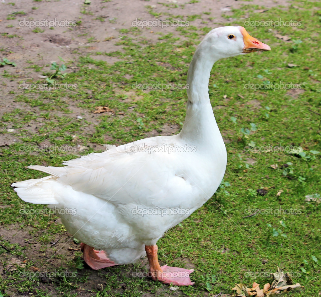 A single goose Stock Photo by ©zbg22 27033965
