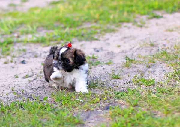 Bogey Stock Photos, Royalty Free Bogey Images | Depositphotos