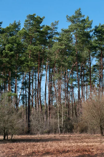 Breckland Stock Photos, Royalty Free Breckland Images | Depositphotos