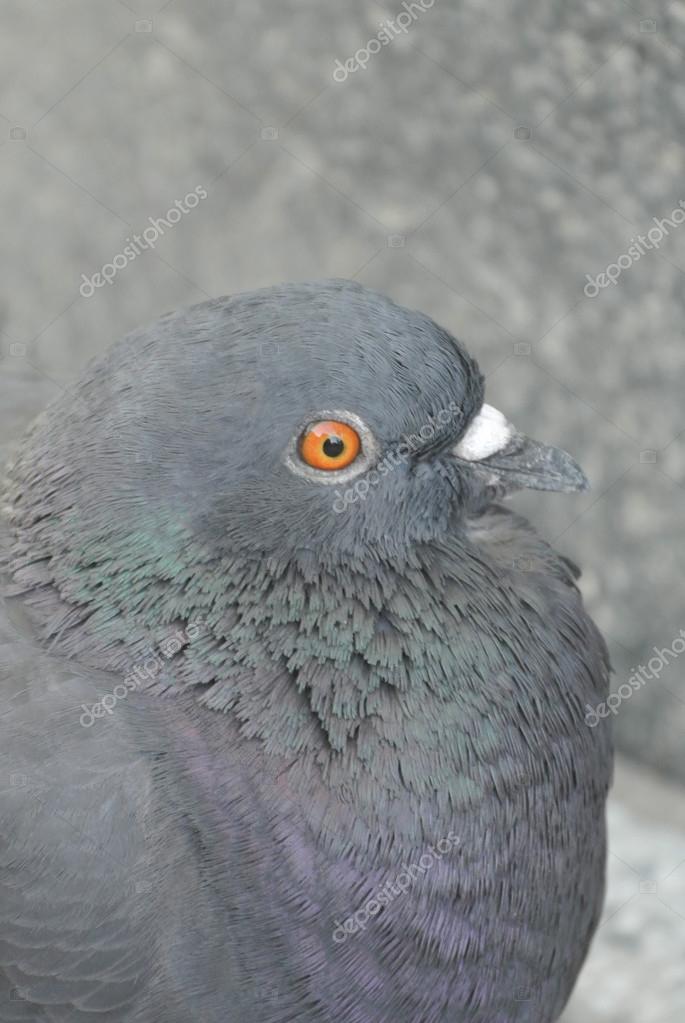 Small pigeon closeup — Stock Photo © Curvabezier #29964727