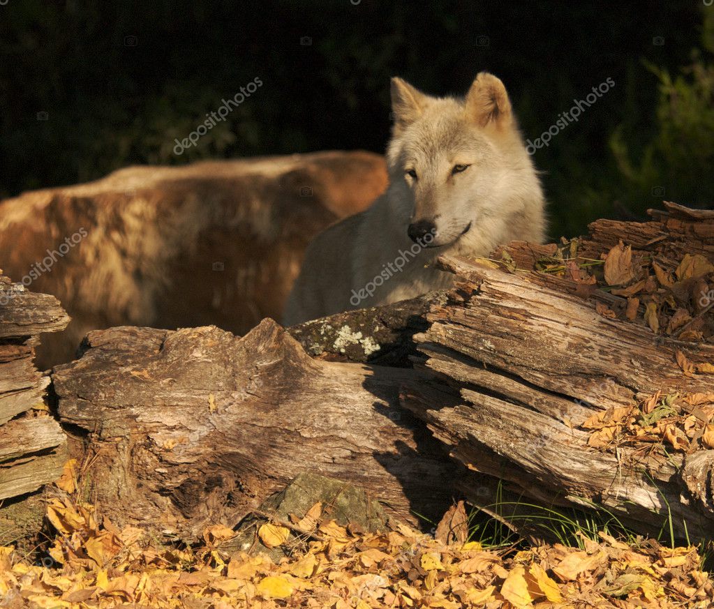 Gray Wolf in the wildlife Stock Photo by ©korzeniewski 22450565