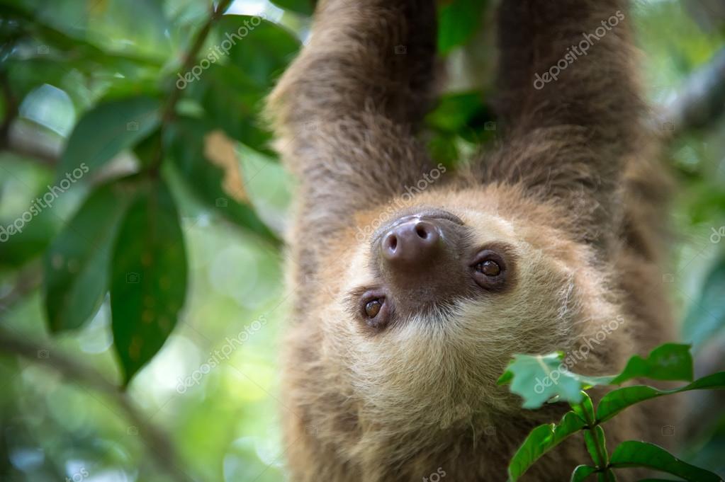 Two-toed sloth Stock Photo by ©korzeniewski 24275665