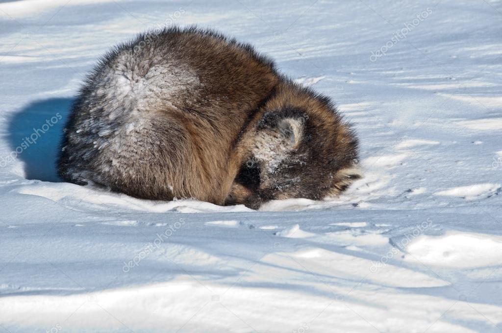 Raccoons Where To Sleep