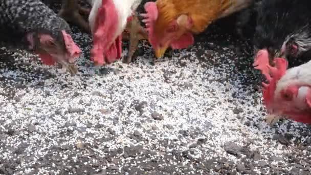 Close View Hens Bite Feed Organic Farm Poultry Breeding Concept — Stock ...