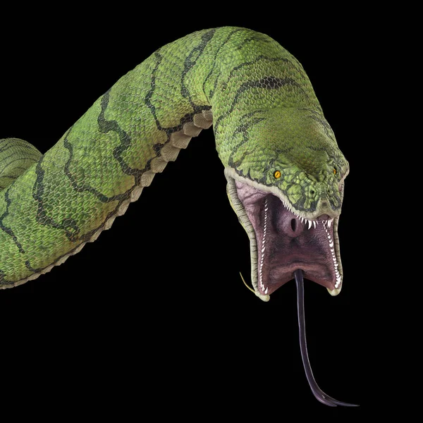 Titanoboa Stock Photos, Royalty Free Titanoboa Images | Depositphotos