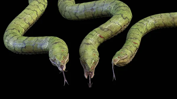 Giant snakes Stock Photos, Royalty Free Giant snakes Images | Depositphotos