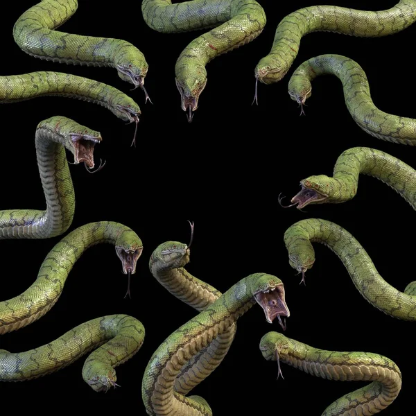 Group of snakes Stock Photos, Royalty Free Group of snakes Images ...