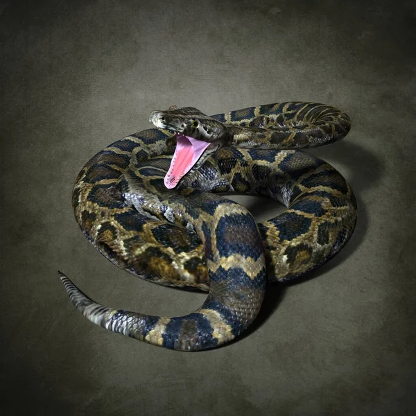 Dark burmese pythons Stock fotók, Dark burmese pythons Jogdíjmentes ...