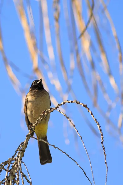 Pycnonotus Stock Photos, Royalty Free Pycnonotus Images | Depositphotos®