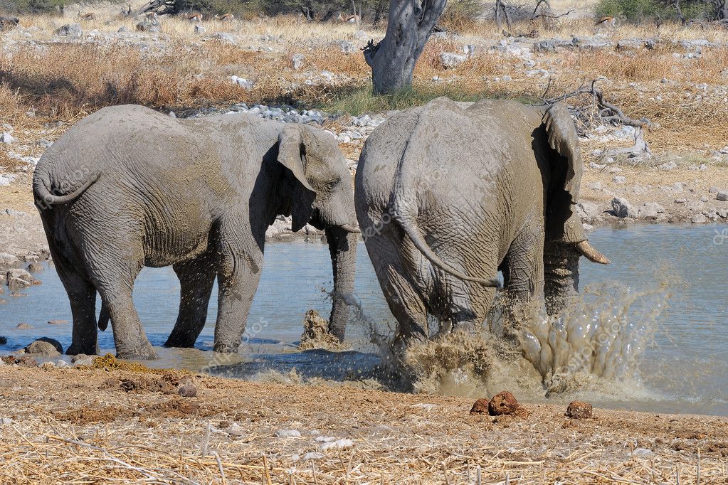 Ba o de lodo elefante, Parque Nacional Etosha, Namibia 2024