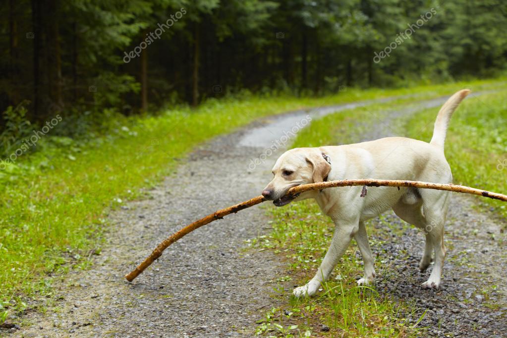 Dog with stick Stock Photo by ©Chalabala 22928534