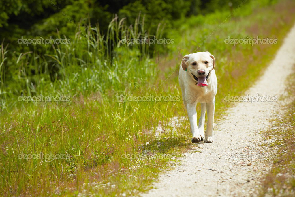 Dog on the road Stock Photo by ©Chalabala 22929188