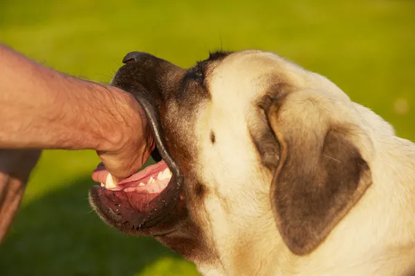 Dog bite - Stock Image - Everypixel