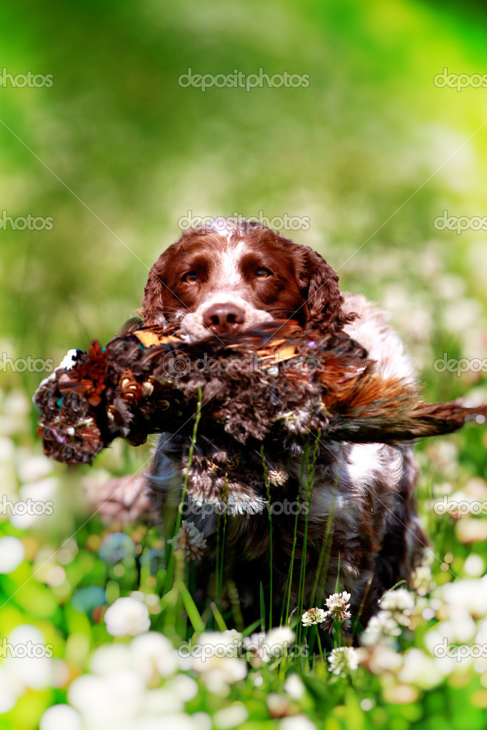 English Springer Spaniel Hunting