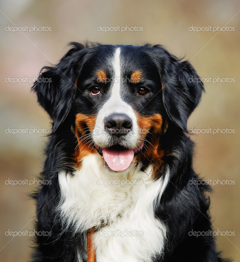 Bernese mountain dog — Stock Photo © Bigandt #46172977