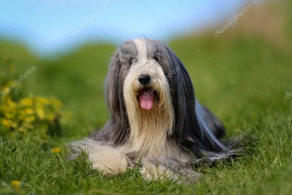 Bearded border collie Stock Photo by ©Bigandt 46566543